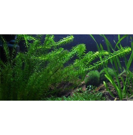 Egeria Densa vattenpest lättskött växt Fiskfoder - fiskfoder