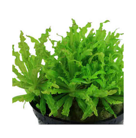 Pogostemon Helferi i kruka Tropica - Fiskfoder.se - fiskfoder