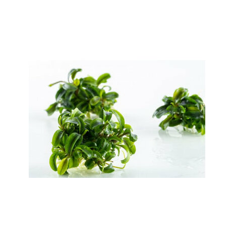 Bucephalandra sp. Needle Leaf 1-2 Grow - Fiskfoder.se - fiskfoder